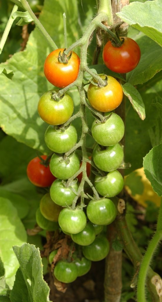 David Stapley Travel Fund – The GCRI Trust